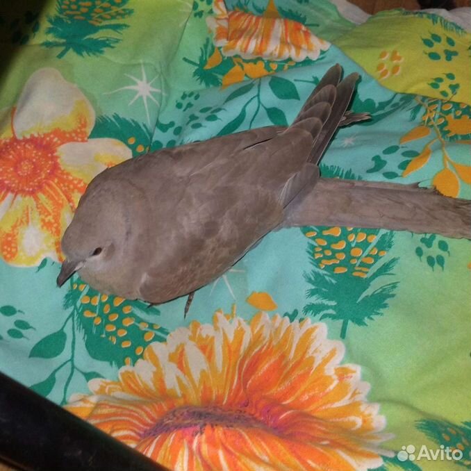 Голубь маленький выпал из гнезда