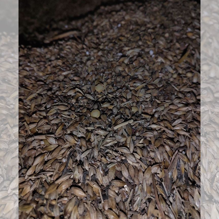 Зерноотходы пшеница, ячмень