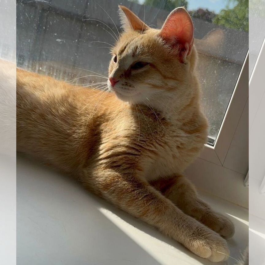 Кошка