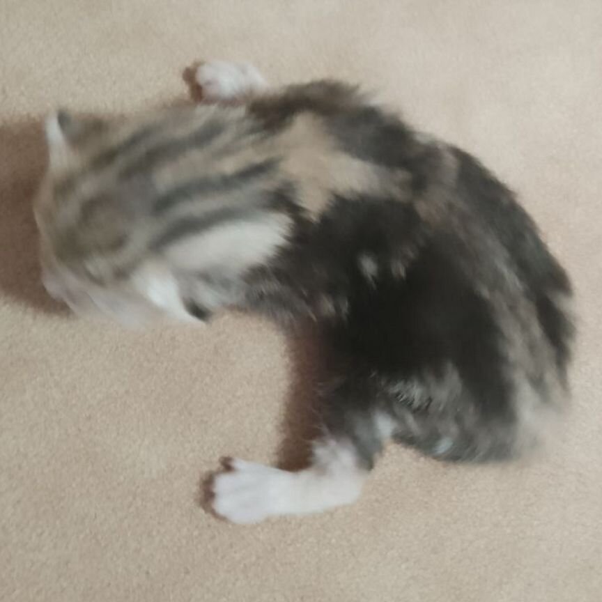 Котята шотландские