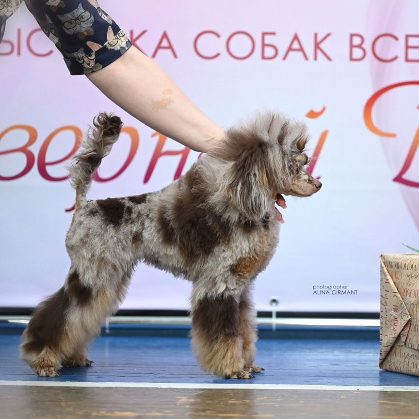 Пудель миниатюра