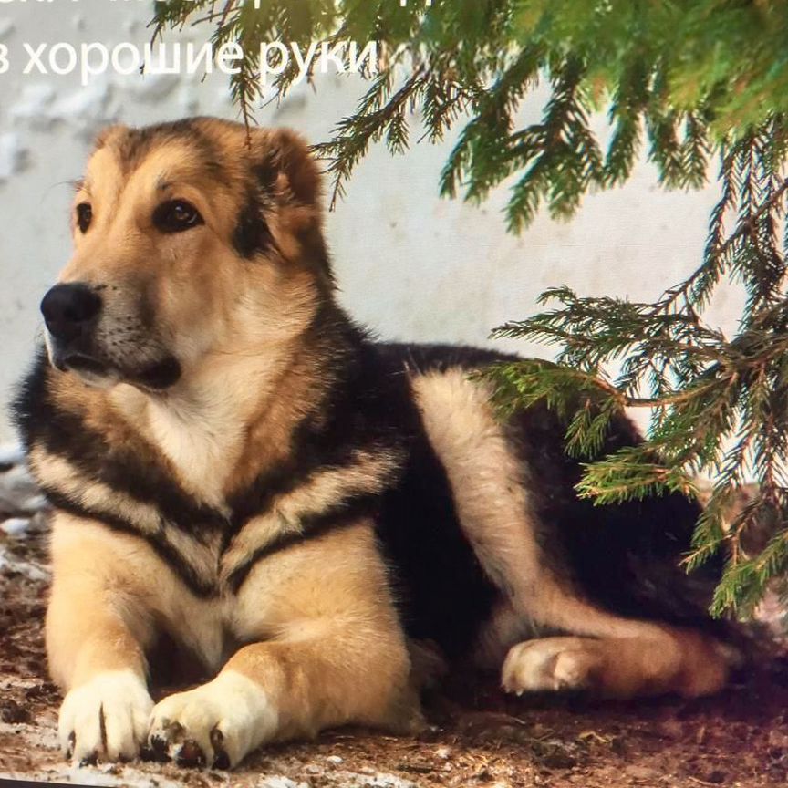 Подрощенный щенок (кобель)
