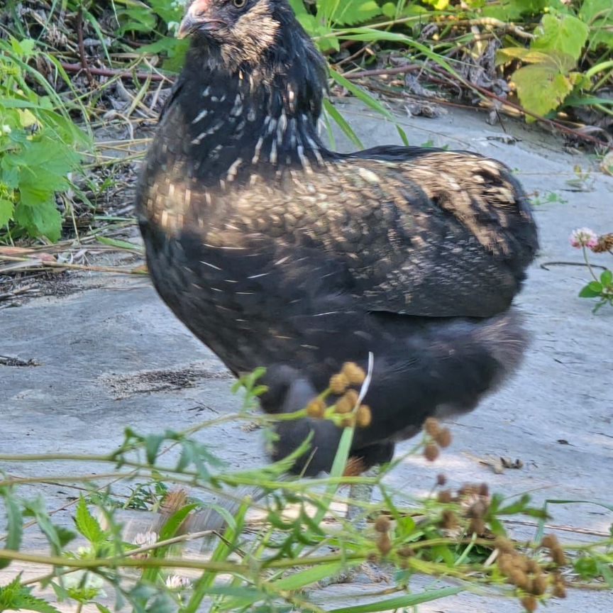 Курочки Араукана 4 месяца