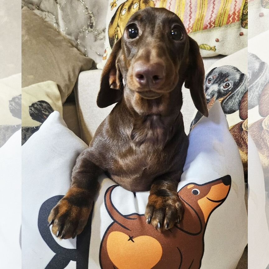 Такса, щенок