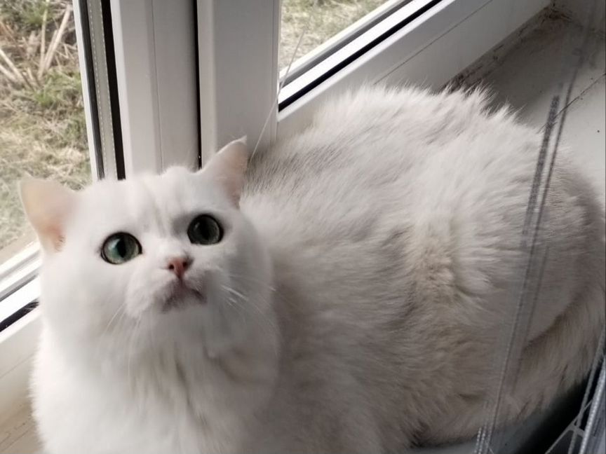 Котик