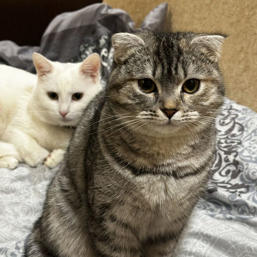 Кошечка и кот