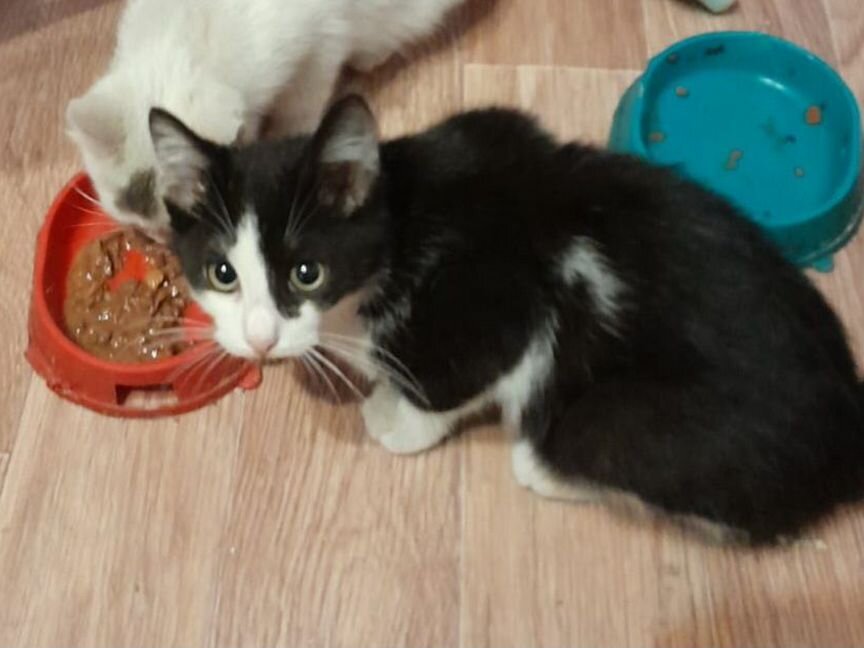 Котенок ищет дом