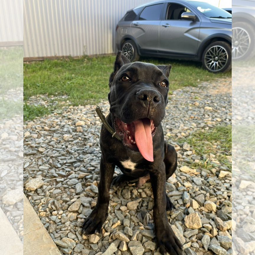 Кане-корсо, щенок