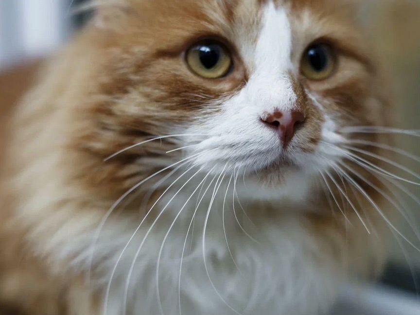 Лёва в добрые руки