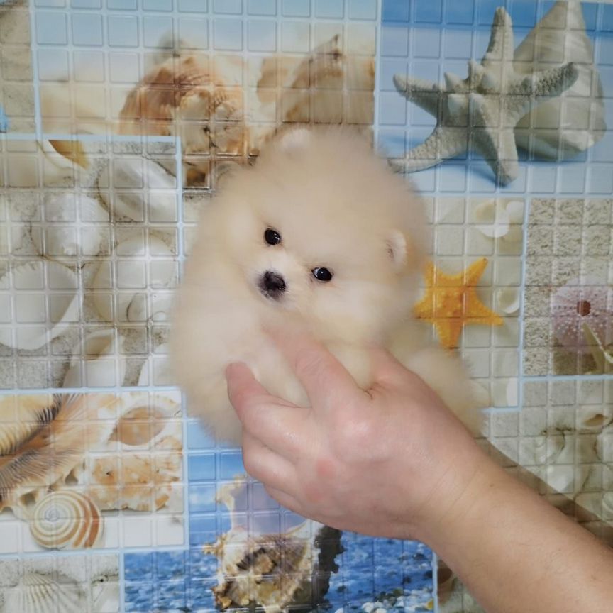 Шпиц
