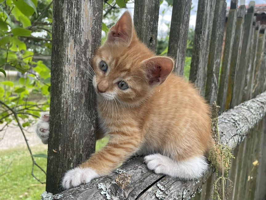 Котенок рыженький, 2мес