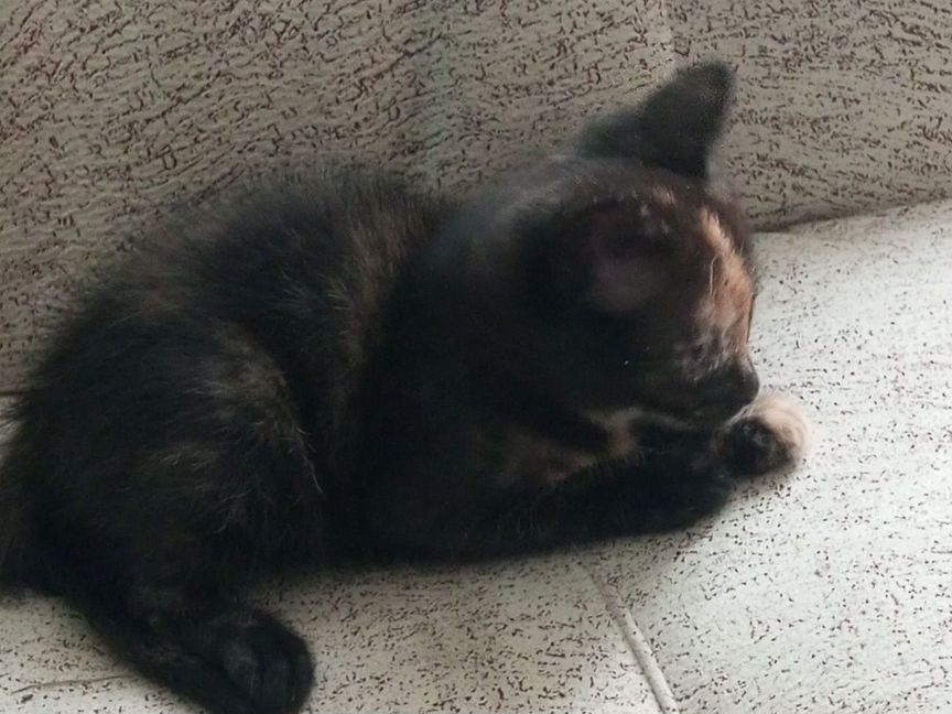 Кошки в добрые руки бесплатно