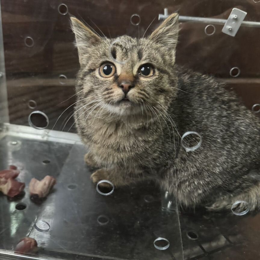 Котенок девочка 3 мес
