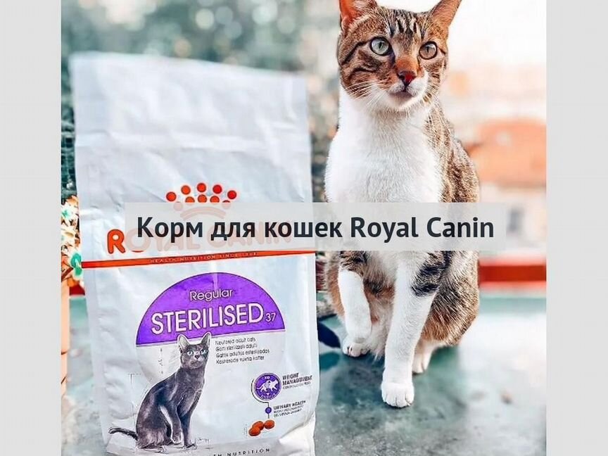 Royal canin regular sterlised 37 Kорм для кошек Ro