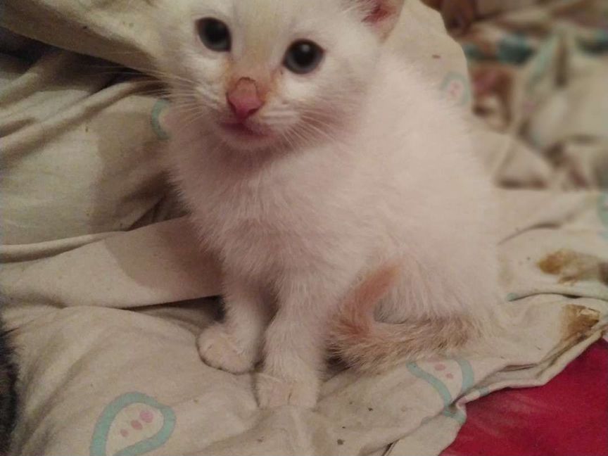 Тайский котик