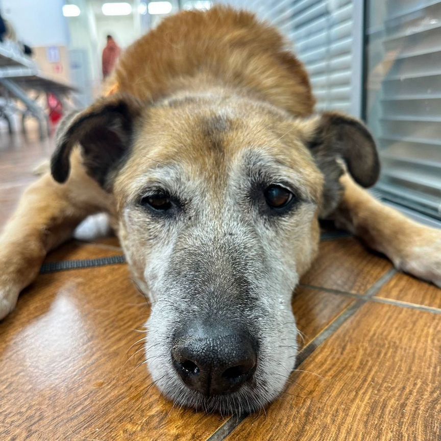 Взрослый пёс в добрые руки