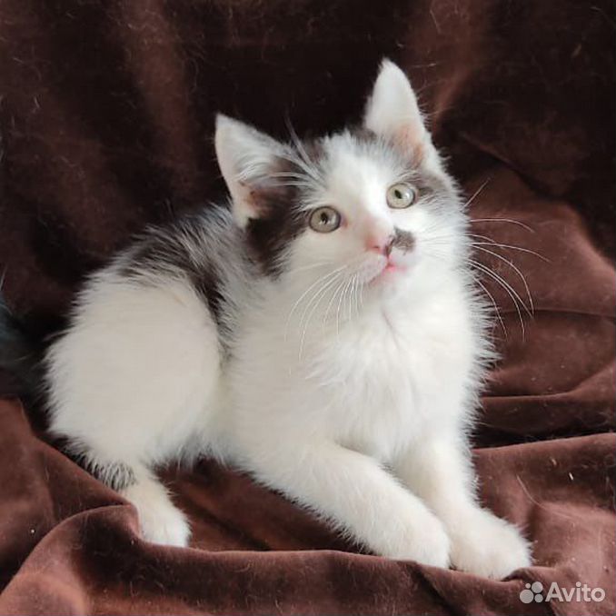 Кошечка 2мес