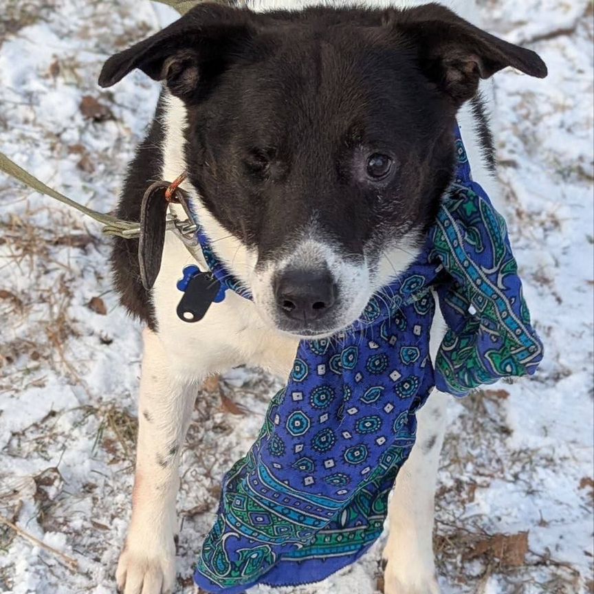 Взрослый пёс в добрые руки