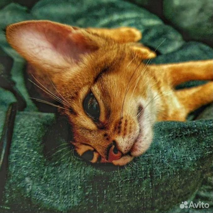Абиссинский Котенок Кошка от Чемпионов