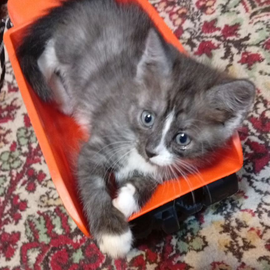 Котёнок в добрые руки