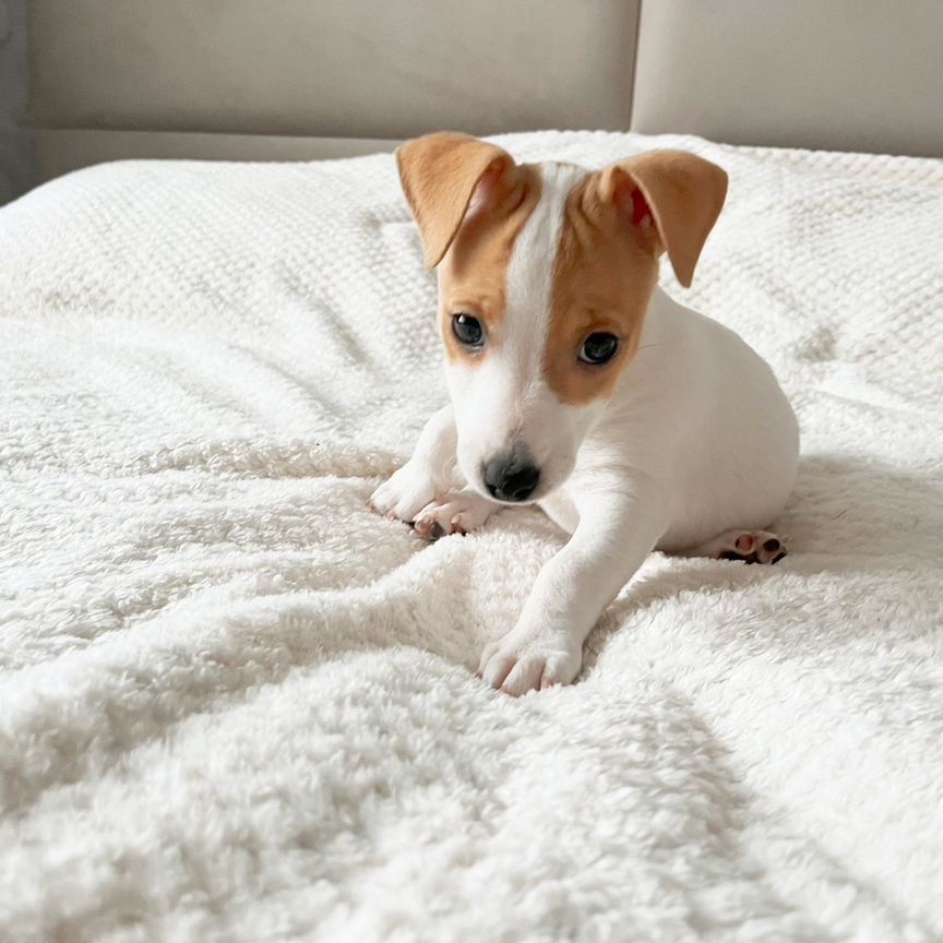 Щенки джек рассел терьер