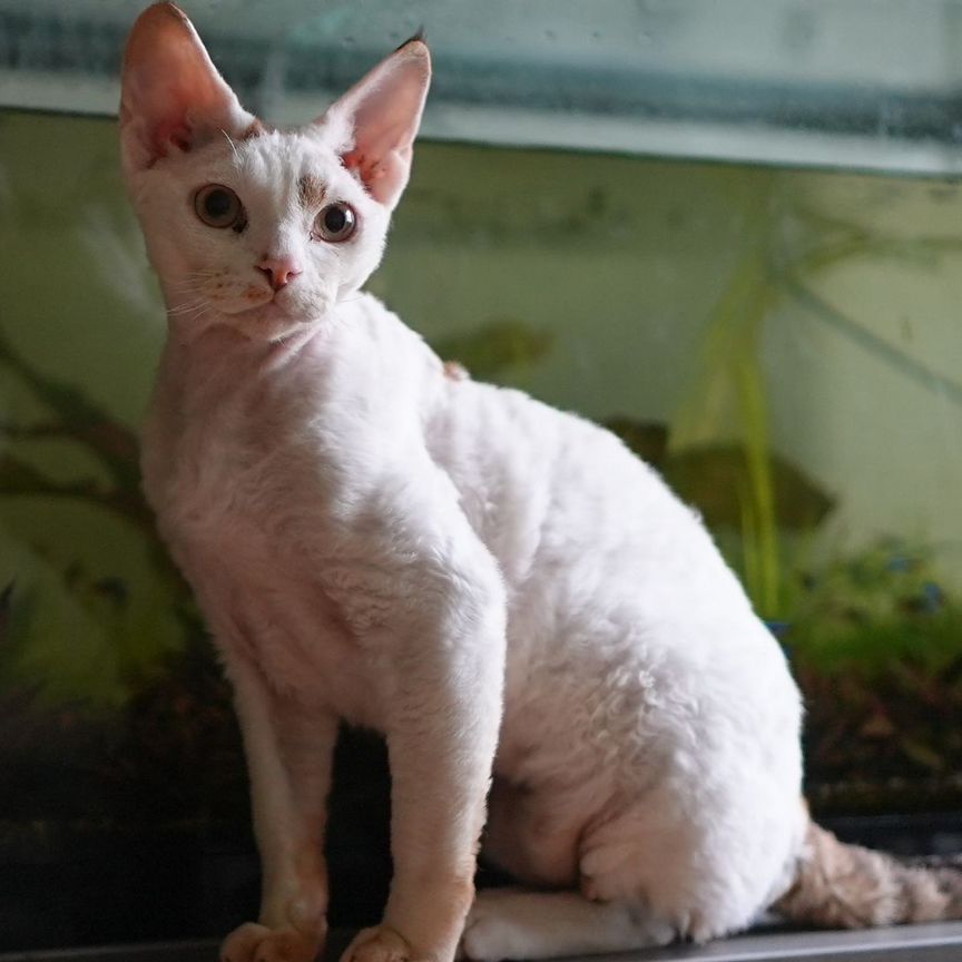 Девон-рекс котёнок