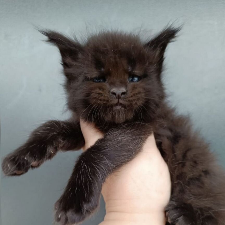 Мейн-кун черный солид классика мальчик