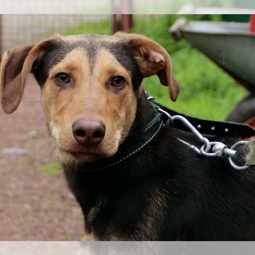 Взрослый пёс в добрые руки