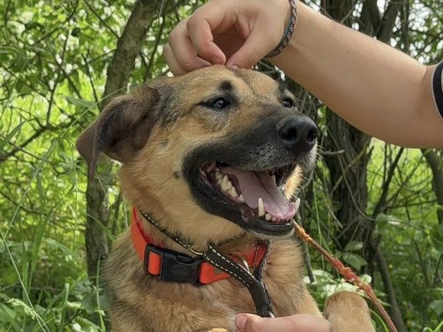 Собака домашняя ей тяжело в приюте