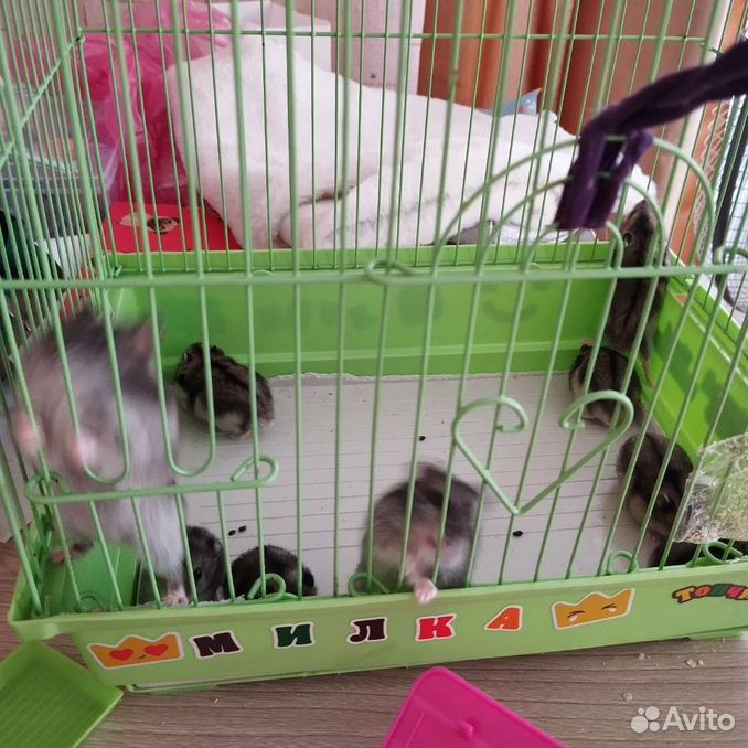 Джунгарский хомяк бесплатно