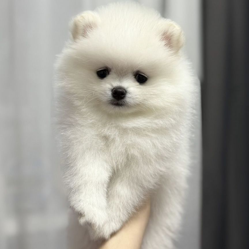 Щенки шпица мини мишка