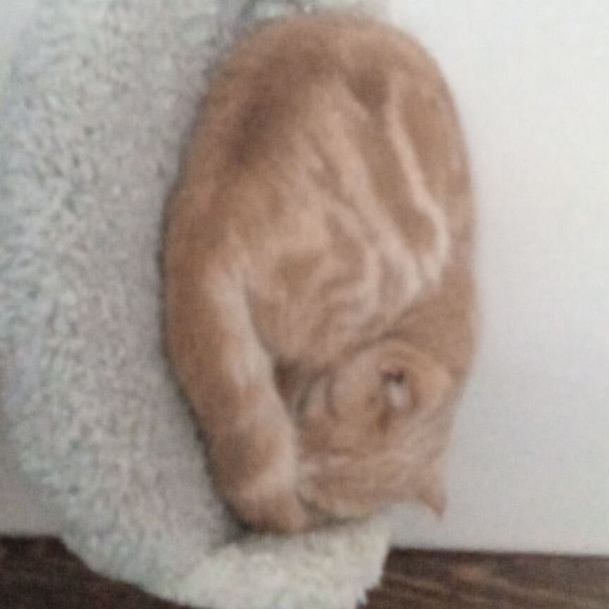 Шотландская вислоухая кошка