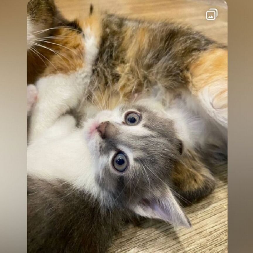 Котята в добрые руки