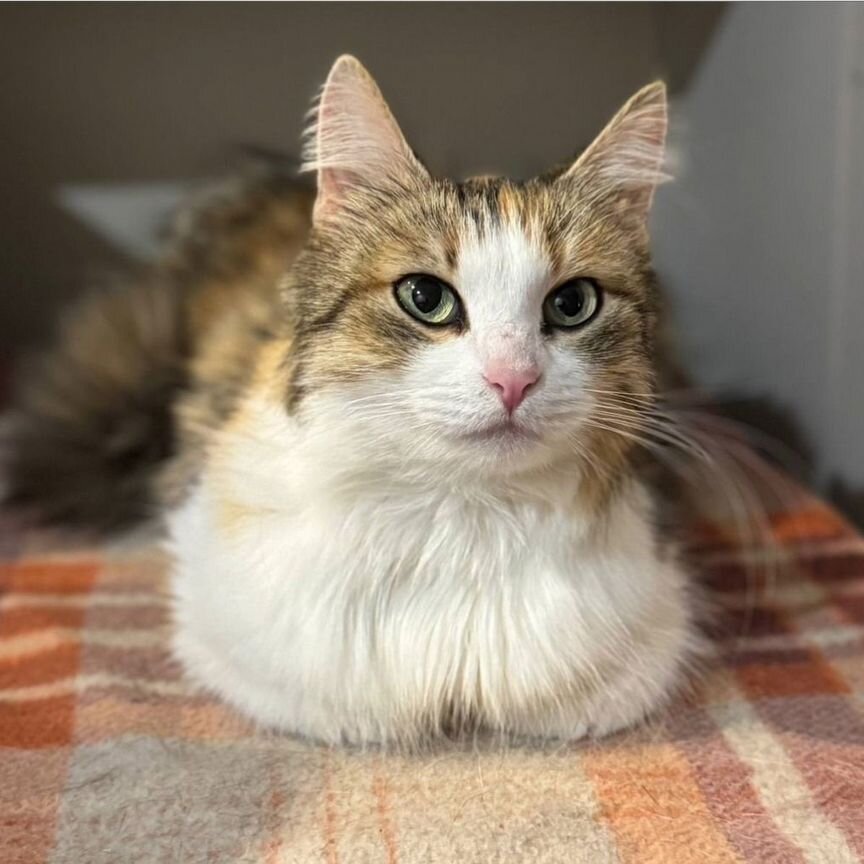 Уютная умница