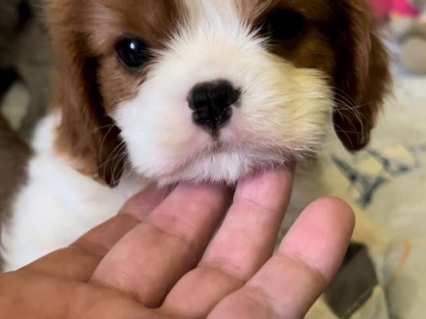 Щенки Кавалер Чарльз Кинг Спаниэль