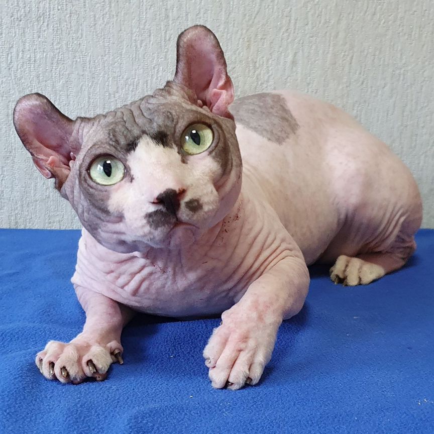 Сфинкс эльф