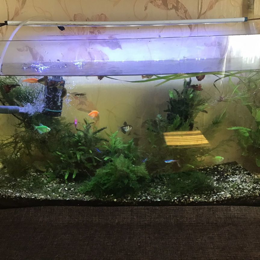 Аквариум с растениями, рыбками, оборудованием
