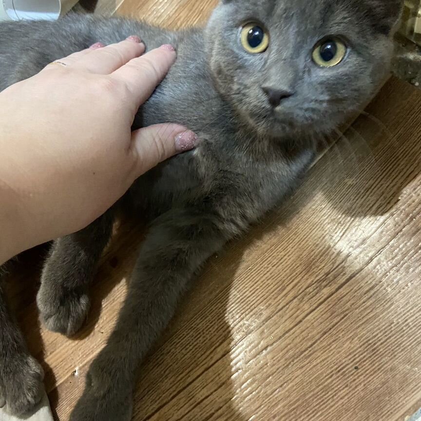 Шотландская   мейн-кун