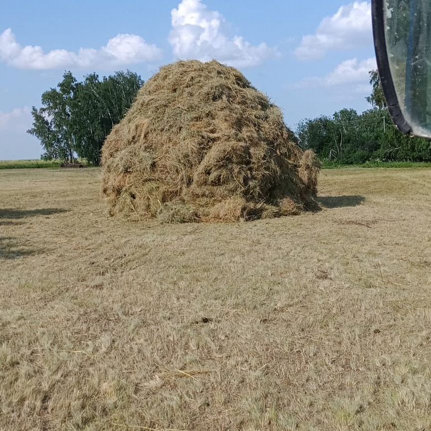 Продам сено