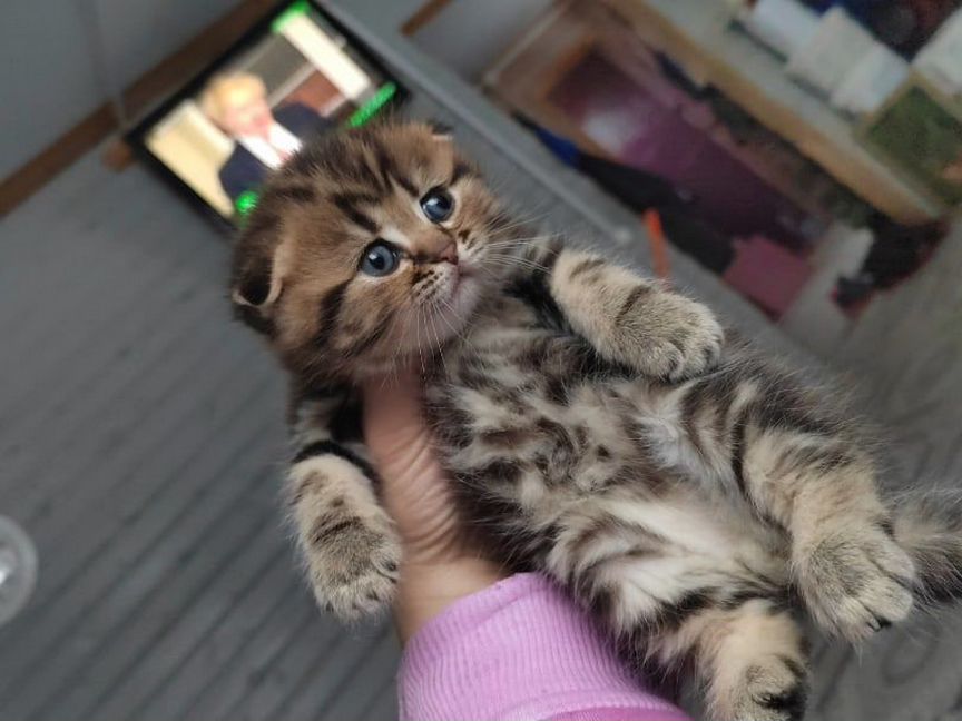 Шотландские детки