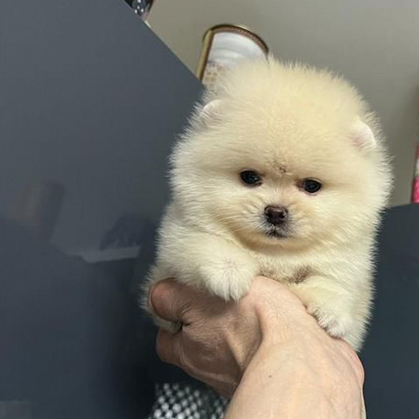 Померанский шпиц, щенок