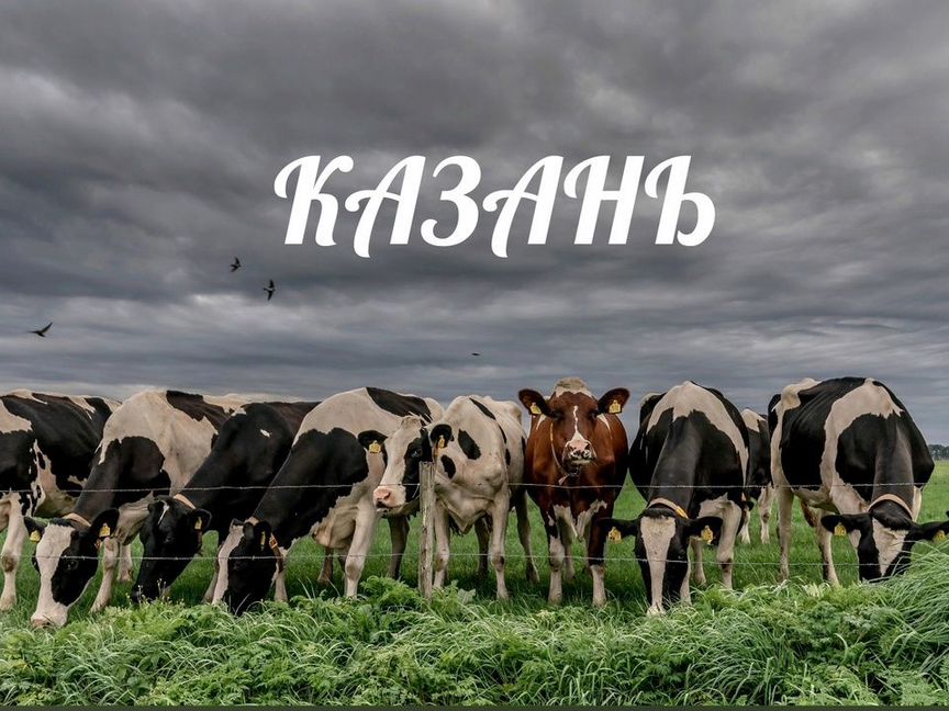 Корма для животных (Казань)