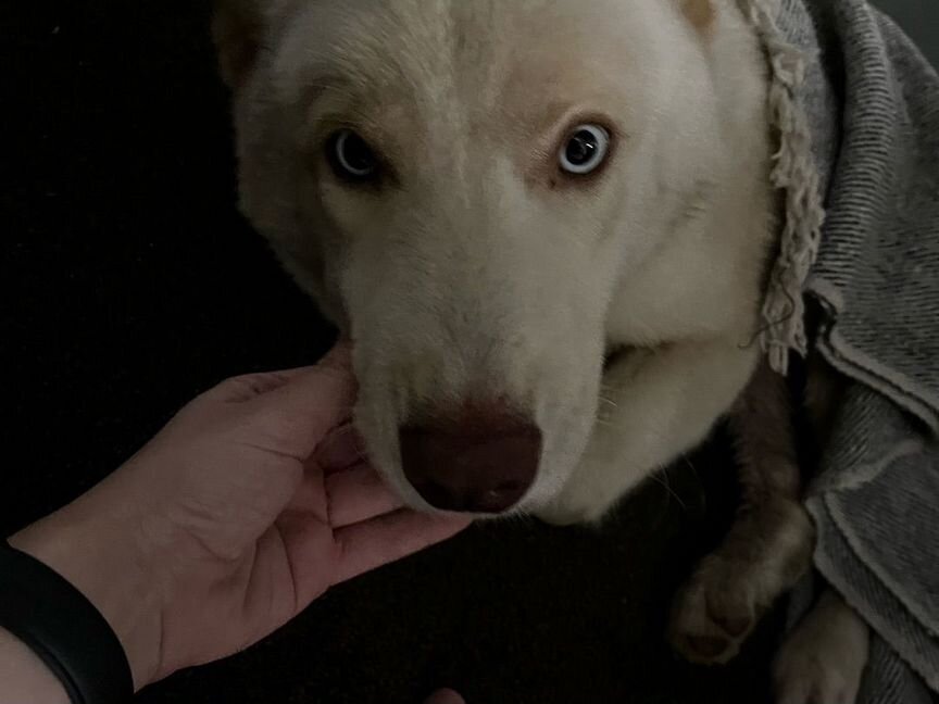 Найдена собака, возможно хаски, в добрые руки