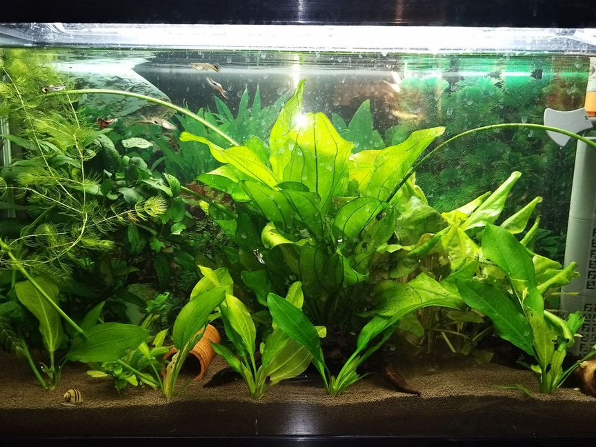 Аквариумные растения