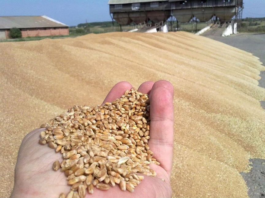 Ячмень яровой, Семечко на корм