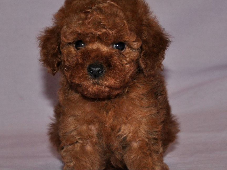 Мальчик тикап