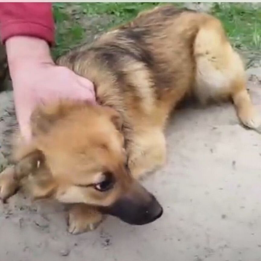 Собака отказник из усыпалки