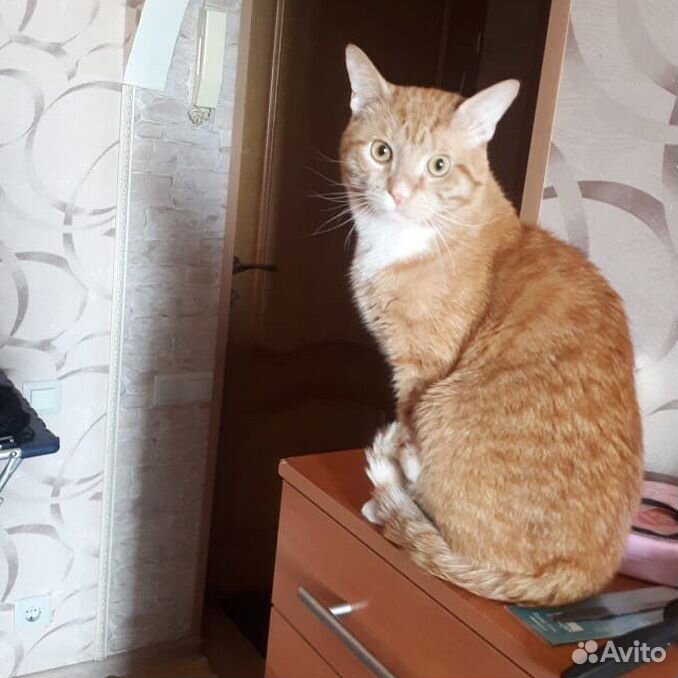Очень весёлый кот ищет нового хозяина