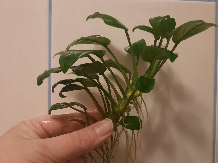 Анубиас нано