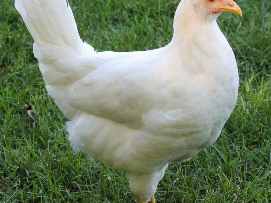 Куры молодки